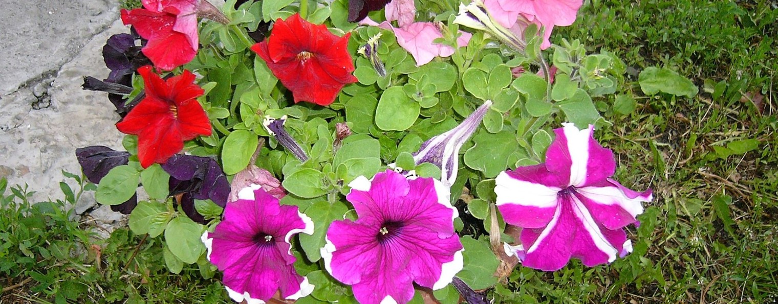 Milana Krashinevskay      "Любимые  песни"