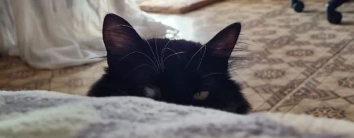 Шкоды усатые и хвостатые