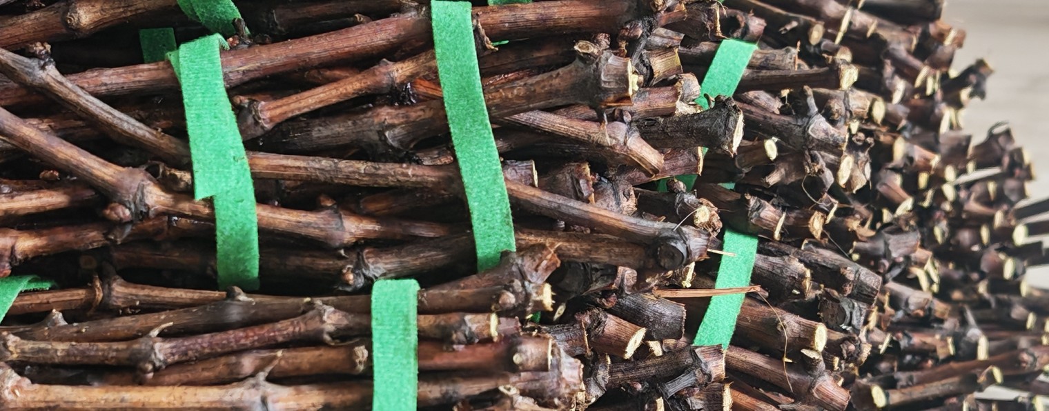 Вино и виноград