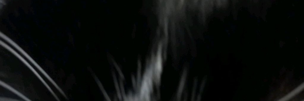 ≽^•⩊•^≼  дом природного кота  /ᐠ - ˕ -マ