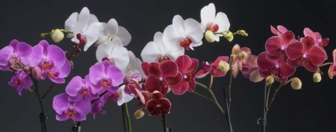 Наталья Оборина