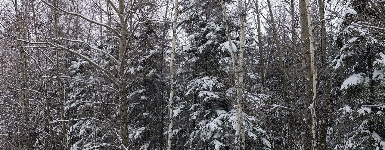 Викуська Кукушка