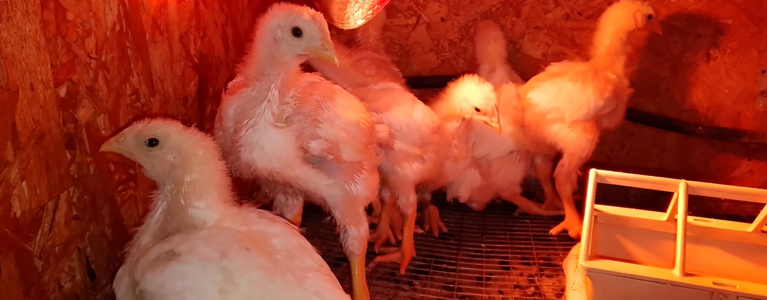 деревенские хлопоты