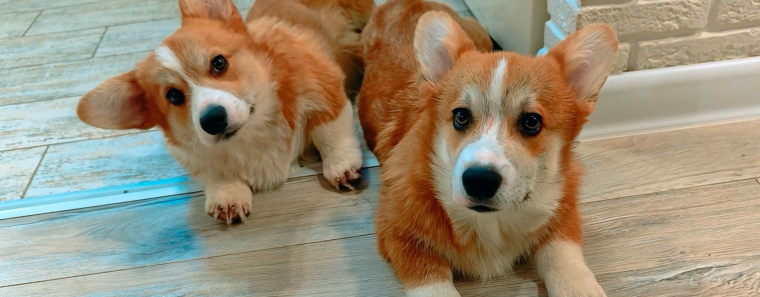 Корги Пряник (фан)