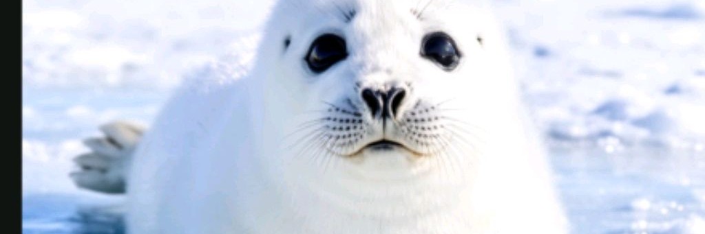 Фрост Из MK 11