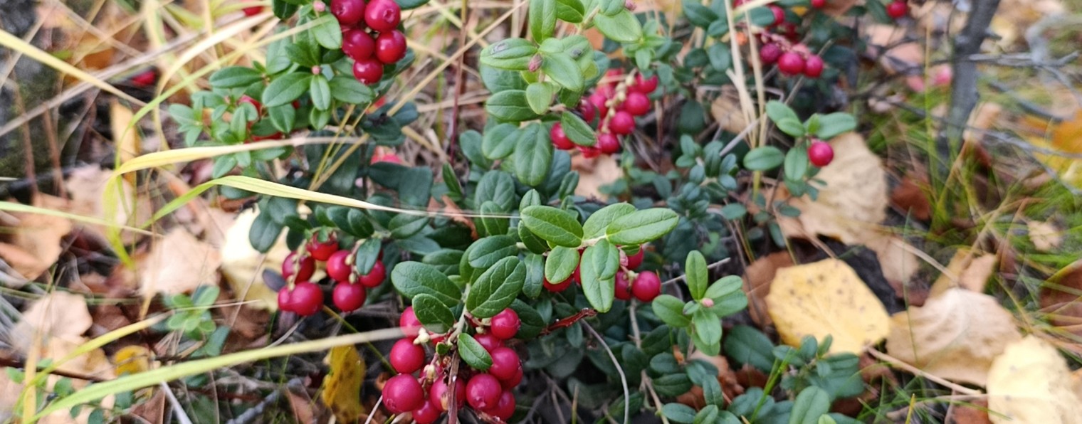 Просто ЗАХАРЫЧ