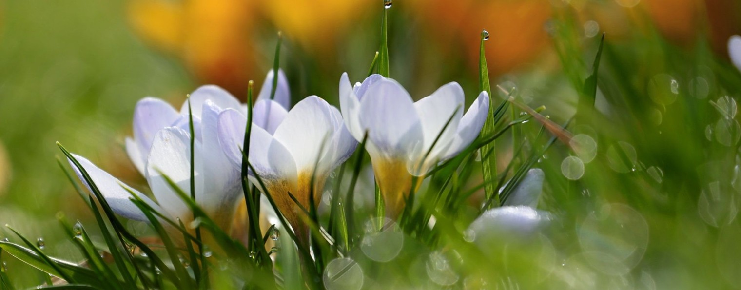 Магазин  Дачная коллекция