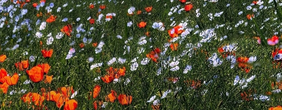 Елена Яковидис