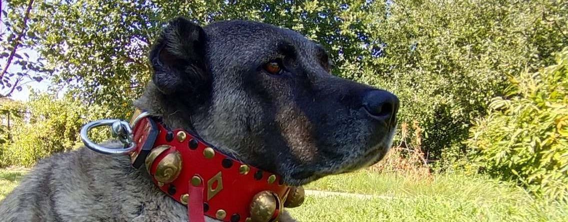 Караджа Гайтар Пантер (Каруся)