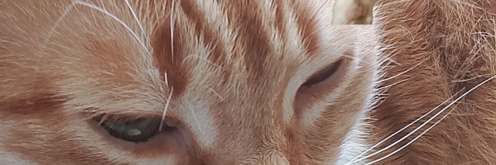 рыжий Аладушек