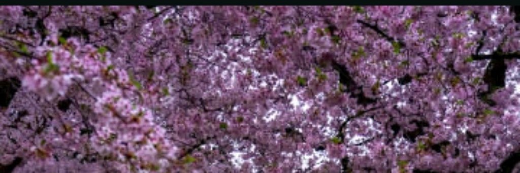 ⚜️🌹Romani Otmasfera77🌹⚜️