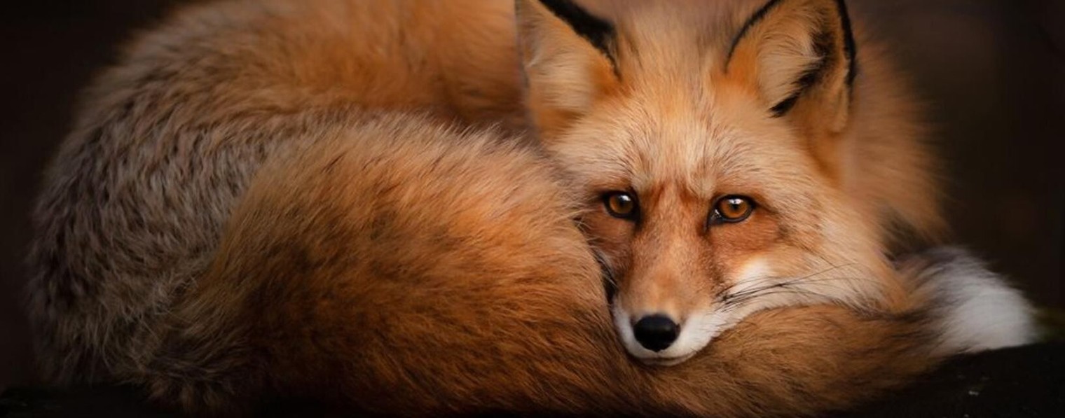 Лисьи истории