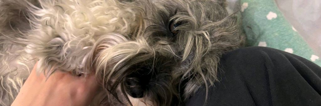 Цвергшнауцер Ася