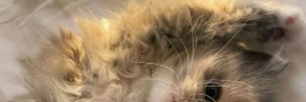 🌼Арина We🌼