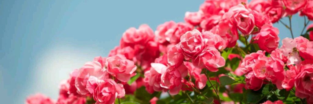 Свитлана Жизнь В Силе