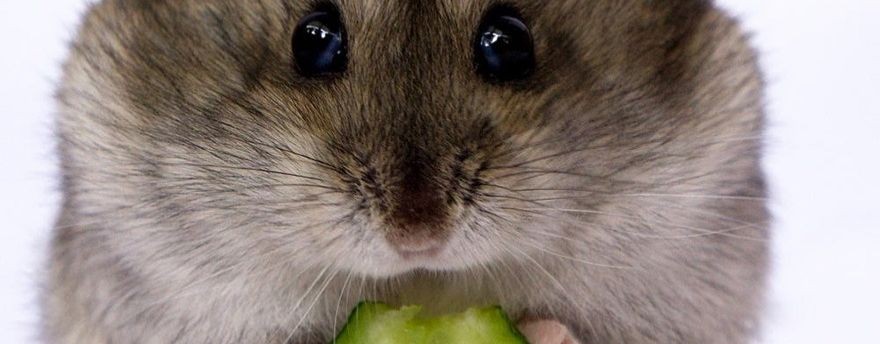 Djustin Жассик