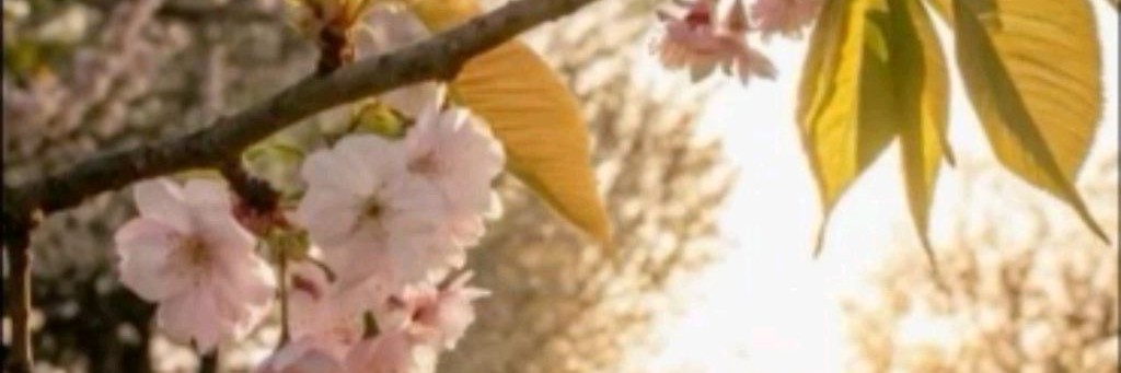 .🍃🪴Соля🌿🌴⑅.