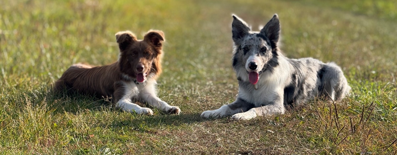 Артем Борсуков - Кинолог