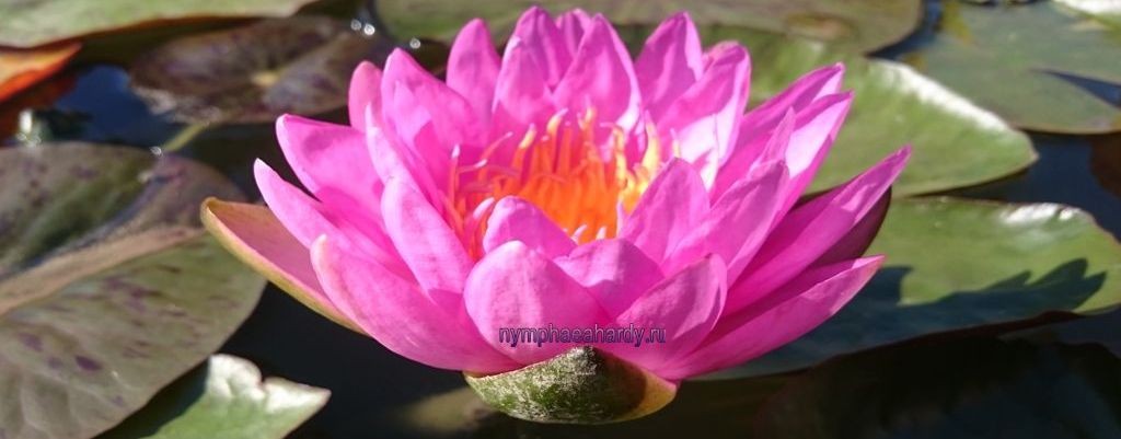 nymphaeahardy.ru