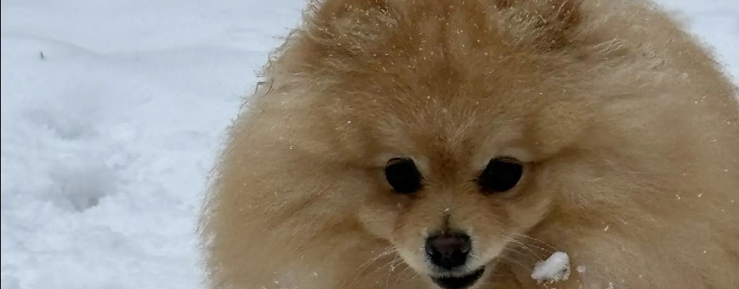 Ози И Его Друзья