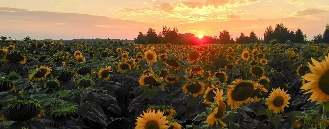 Колхоз Светлый Путь