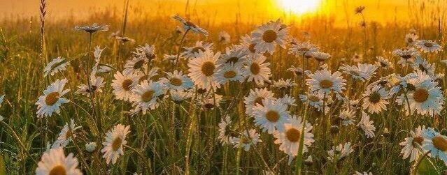 🌱ⲏⲁⲃⲉⲣⲏⲟⲉ цⲩⲕυ🌿[ETW TEAM]