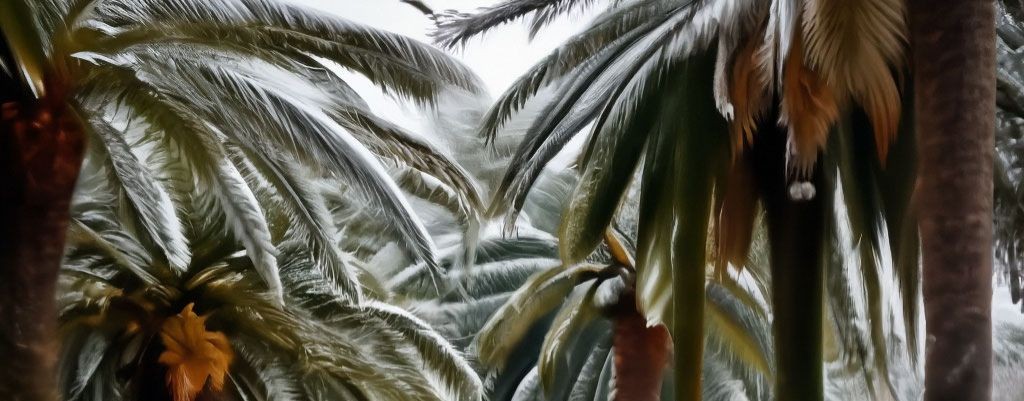 Пальмы в снегу