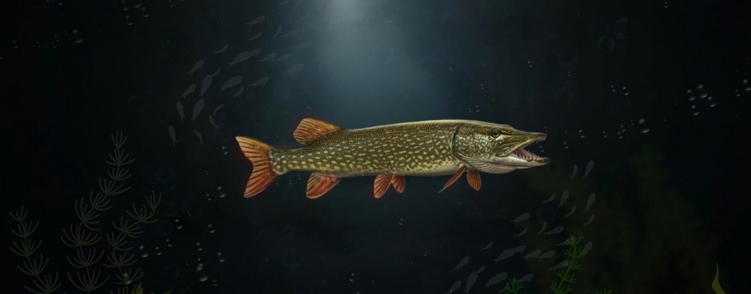 ГЛАВНАЯ РЫБАЛКА