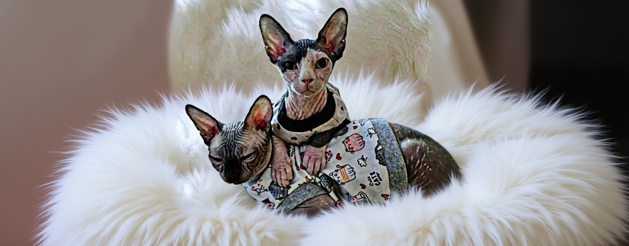 𝔹𝕦𝕟𝕟𝕪 𝔽𝕦𝕟𝕟𝕪 😸 𝕒𝕟𝕕 ℤ𝕖𝕦𝕤 🐈