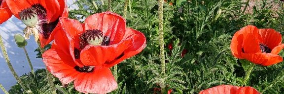 Ольга Вершинина