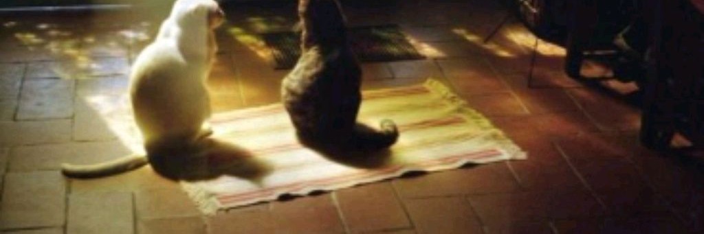 🪶Ellin ⋆. 𐙚 ˚