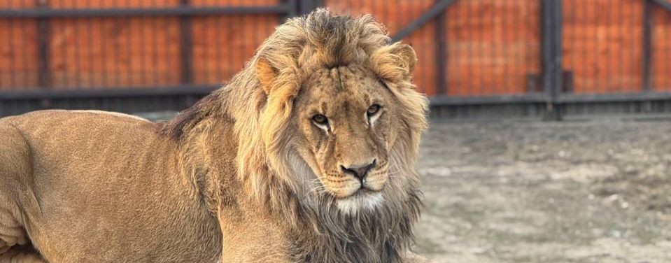 Дневник Шерхана