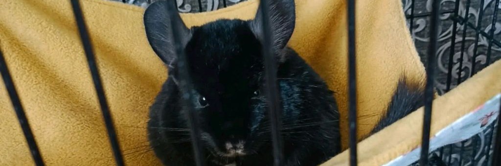 Шиншиллка🎃🖤