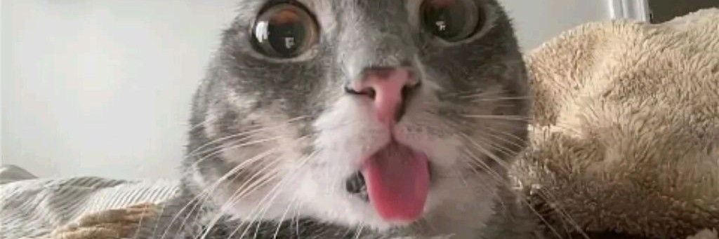 КИСУЛЯ-КРАСОТУЛЯ😹