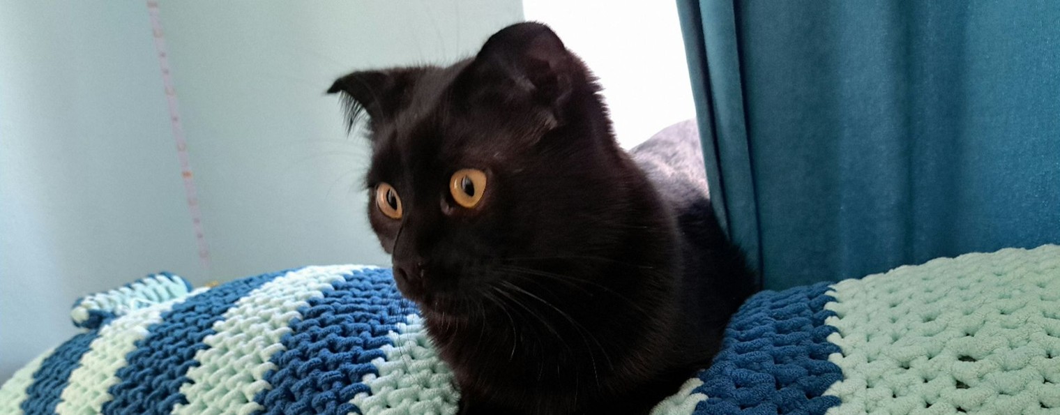 Кот Тимофей