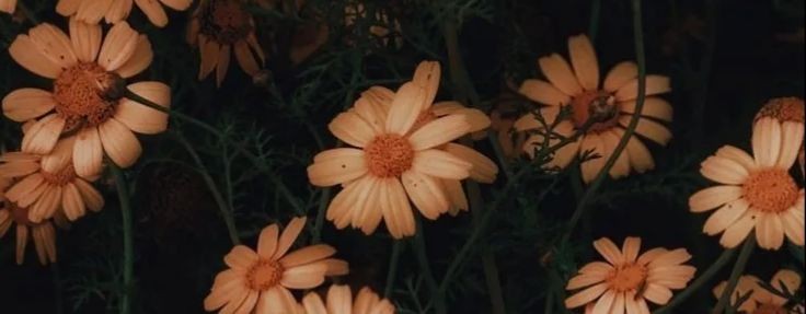 🤍𝔸𝕞𝕀𝕟𝔸 𝕁𝕠𝕪🎀