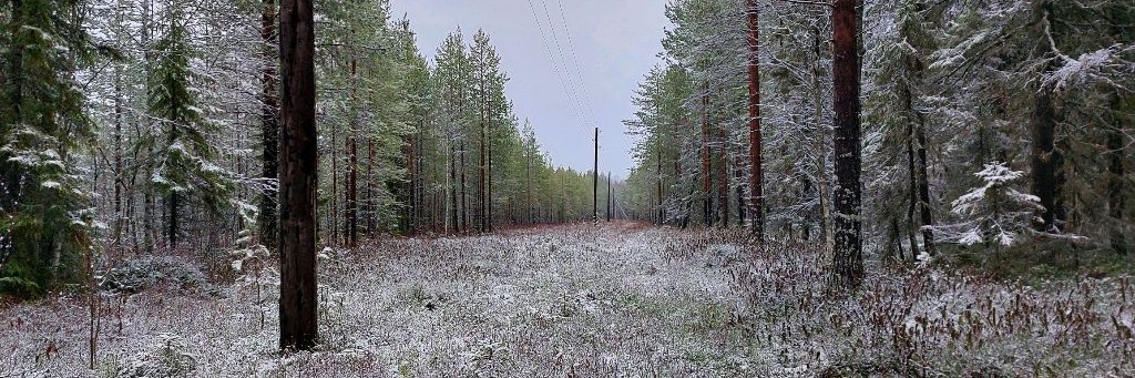 Холмогорские гуси в Архангельской области