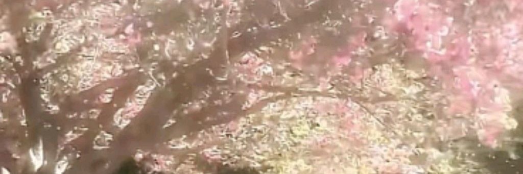 //Мир денди//🧺💐🌻