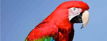 Метро политэн