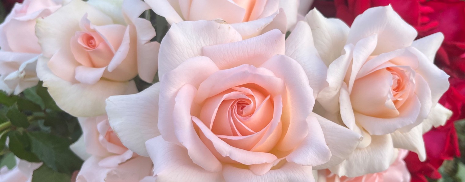 Розы Бутримовых