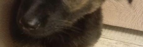 Мопсик Фай🍓