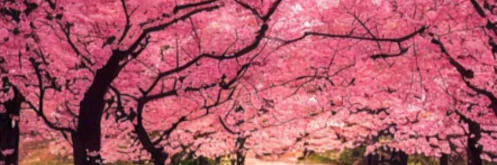 🍭☃︎🌸_𝚂𝚊𝚔𝚢𝚛𝚊_༒ [ПМ]🌸☃︎🍭