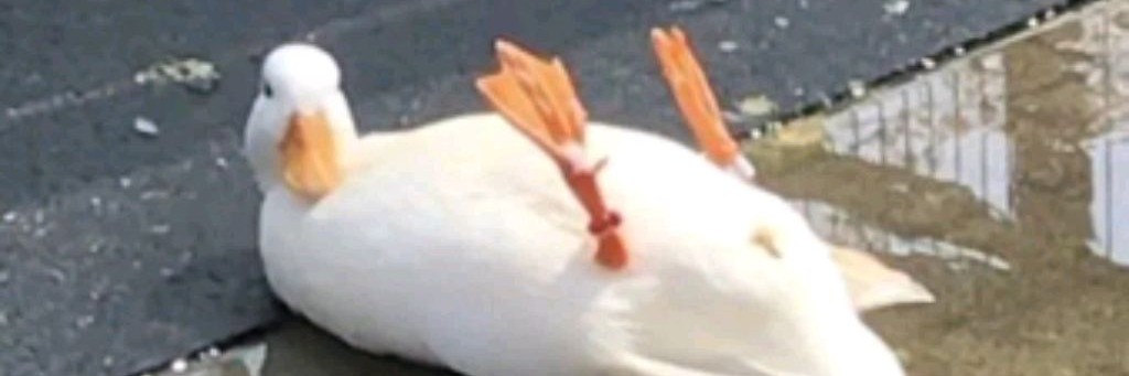 /^•Утёнок•^\