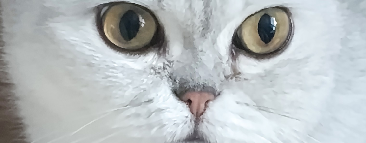 Барсик—батончик:3