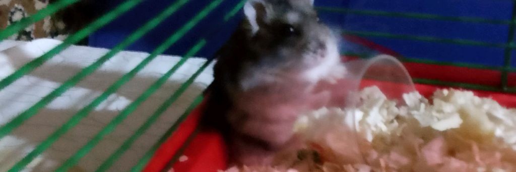 Тимур Тур Канал 3