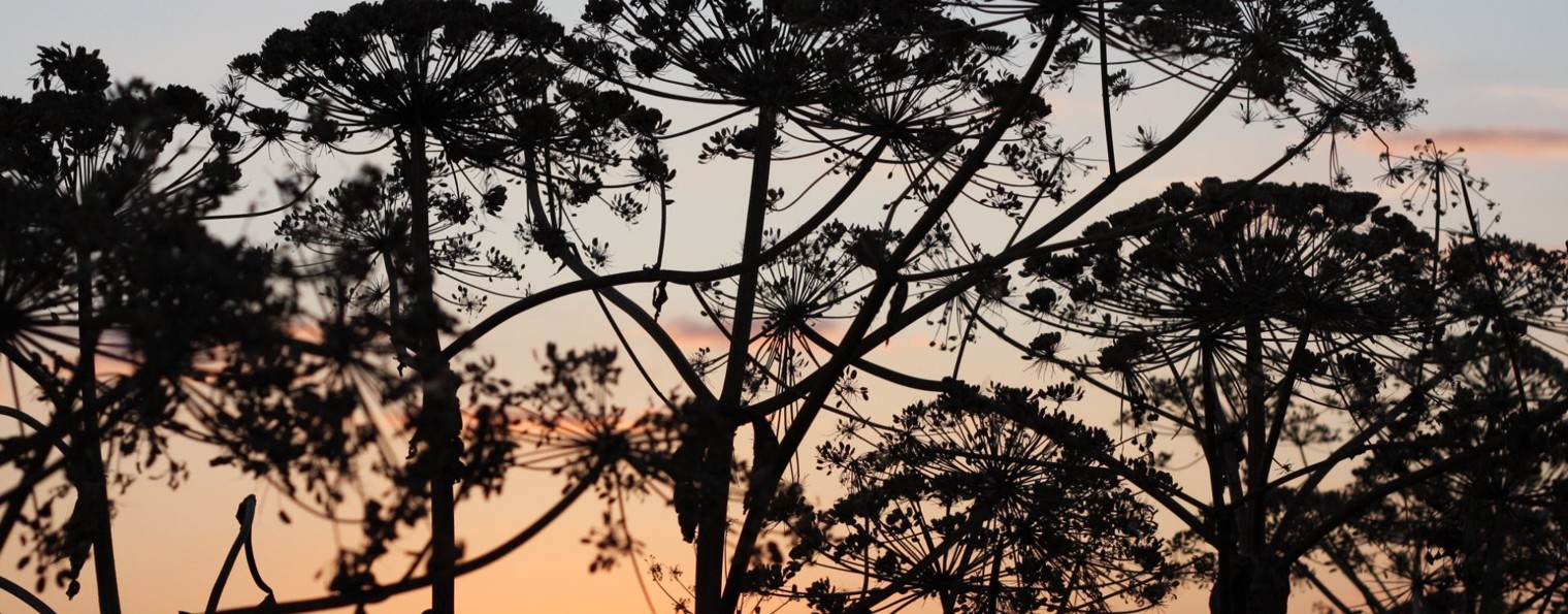 Ведьмины зауми и дружественные Природе премудрости