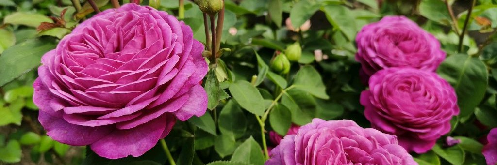 РозанутаЯсУрала