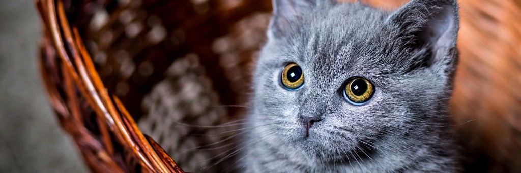 КОБРА КВ КРУТОЙ