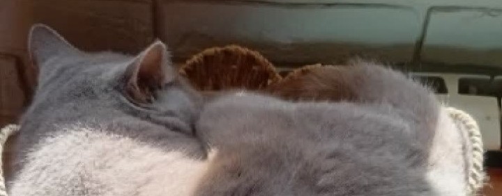 Чикибамбони