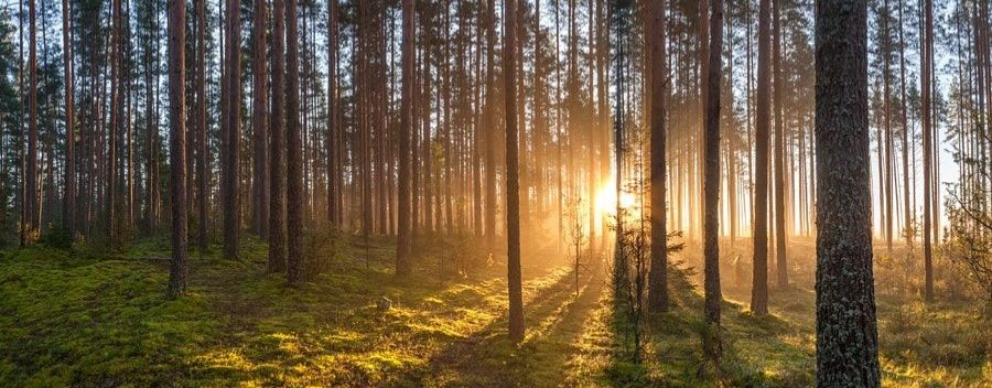 АНО Центр экокультуры Ленинградской области